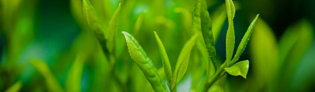 Tea Testing Mérieux NutriSciences