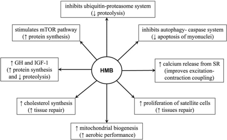 HMB与运动，疾病和衰老方面的临床研究与展望 梅里埃营养科学 梅里埃检测 诺安实力可